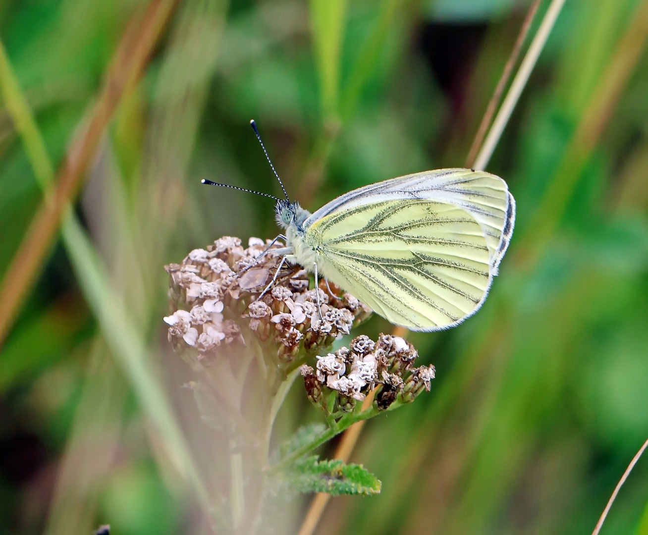 Pieris napi Foto & Bild | natur, insekten, tiere Bilder auf fotocommunity