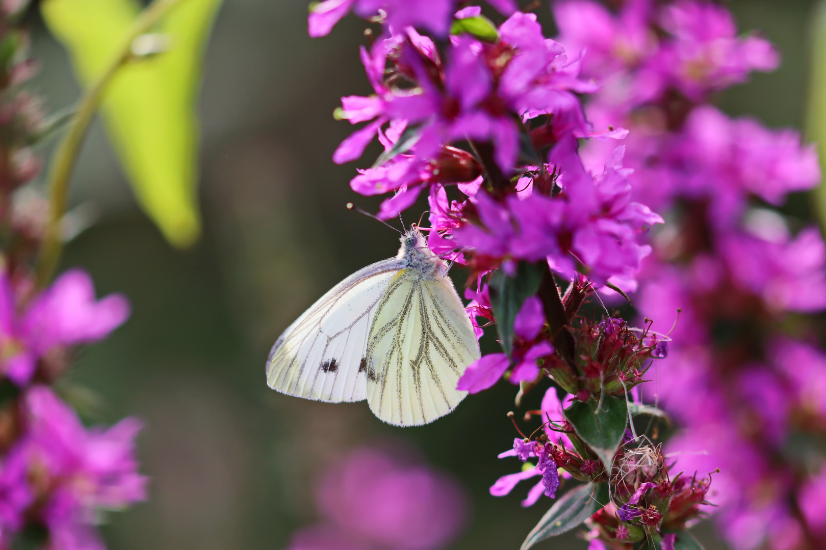 Pieris napi Foto & Bild | natur, insekten, tiere Bilder auf fotocommunity