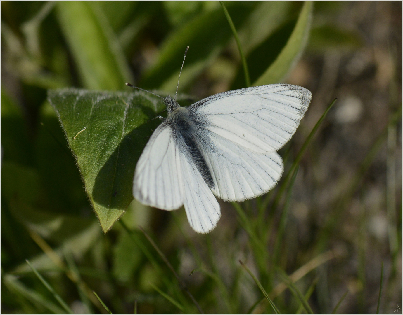 Pieris napi adalwinda Foto & Bild | world, schweden, natur Bilder auf ...