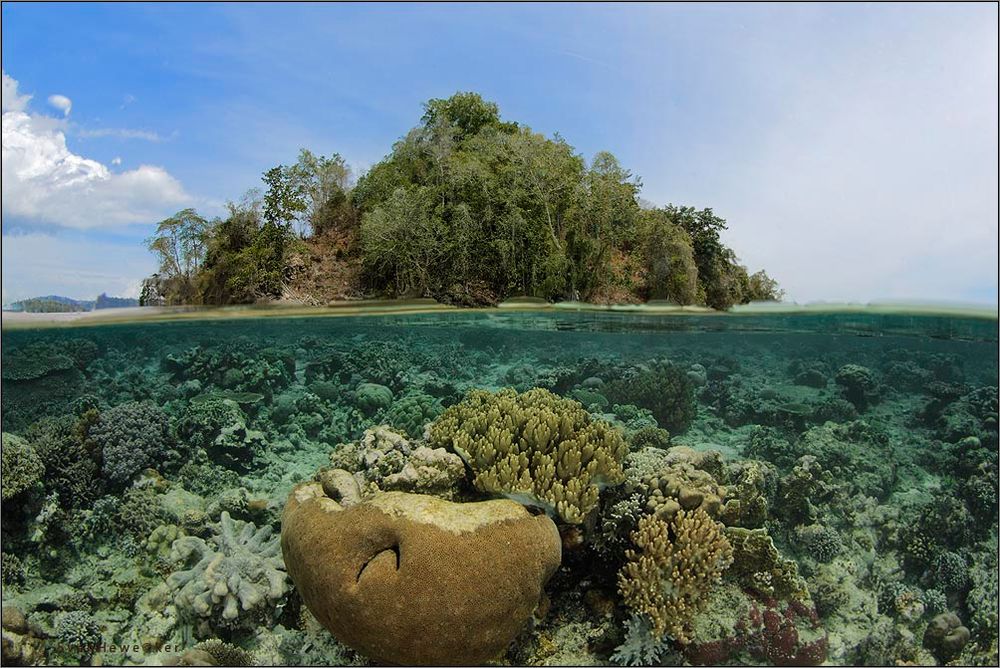 piga raja Foto & Bild | natur, unterwasser, indonesien Bilder auf ...