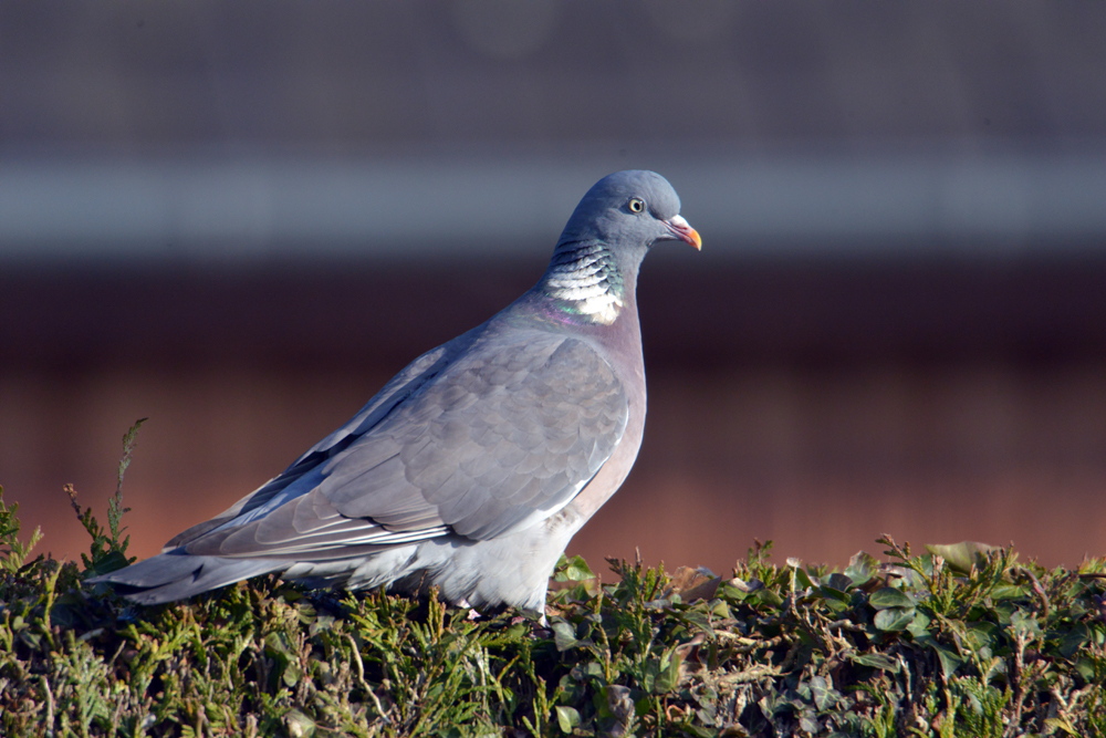 Pigeon ramier photo et image | animaux, animaux sauvages, oiseaux ...