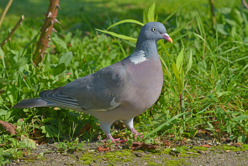 Pigeon ramier photo et image | animaux, animaux sauvages, oiseaux ...