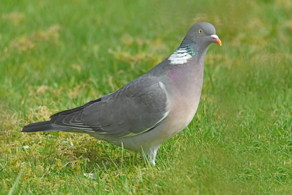 Pigeon ramier photo et image | animaux, animaux sauvages, oiseaux ...