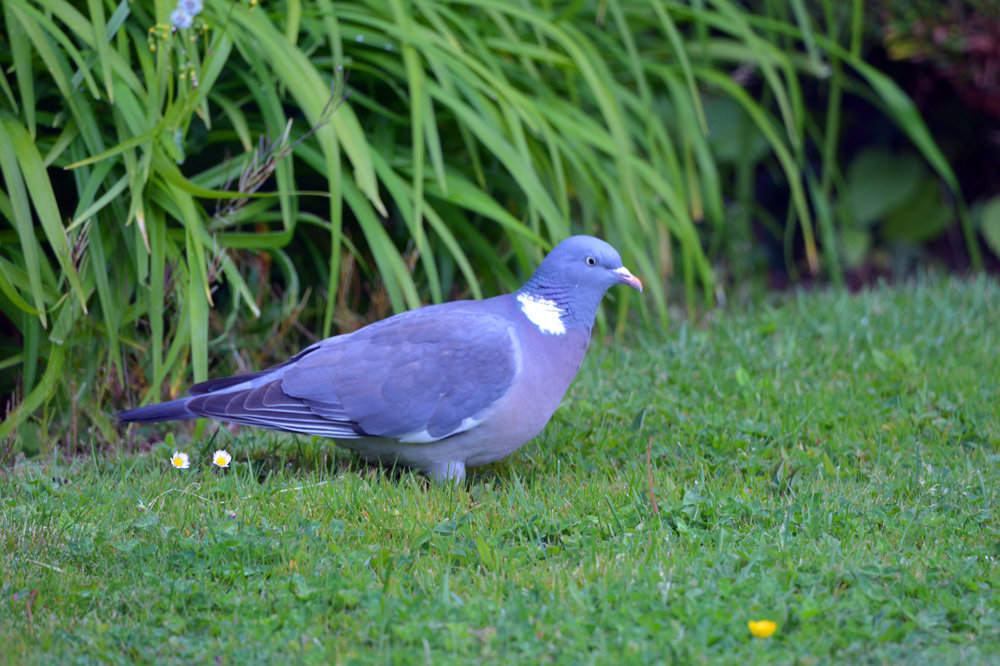 Pigeon ramier photo et image | animaux, animaux sauvages, oiseaux ...