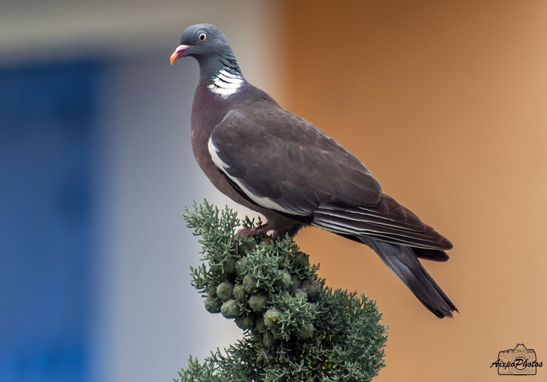 Pigeon Ramier photo et image | nature, animaux, oiseaux Images ...