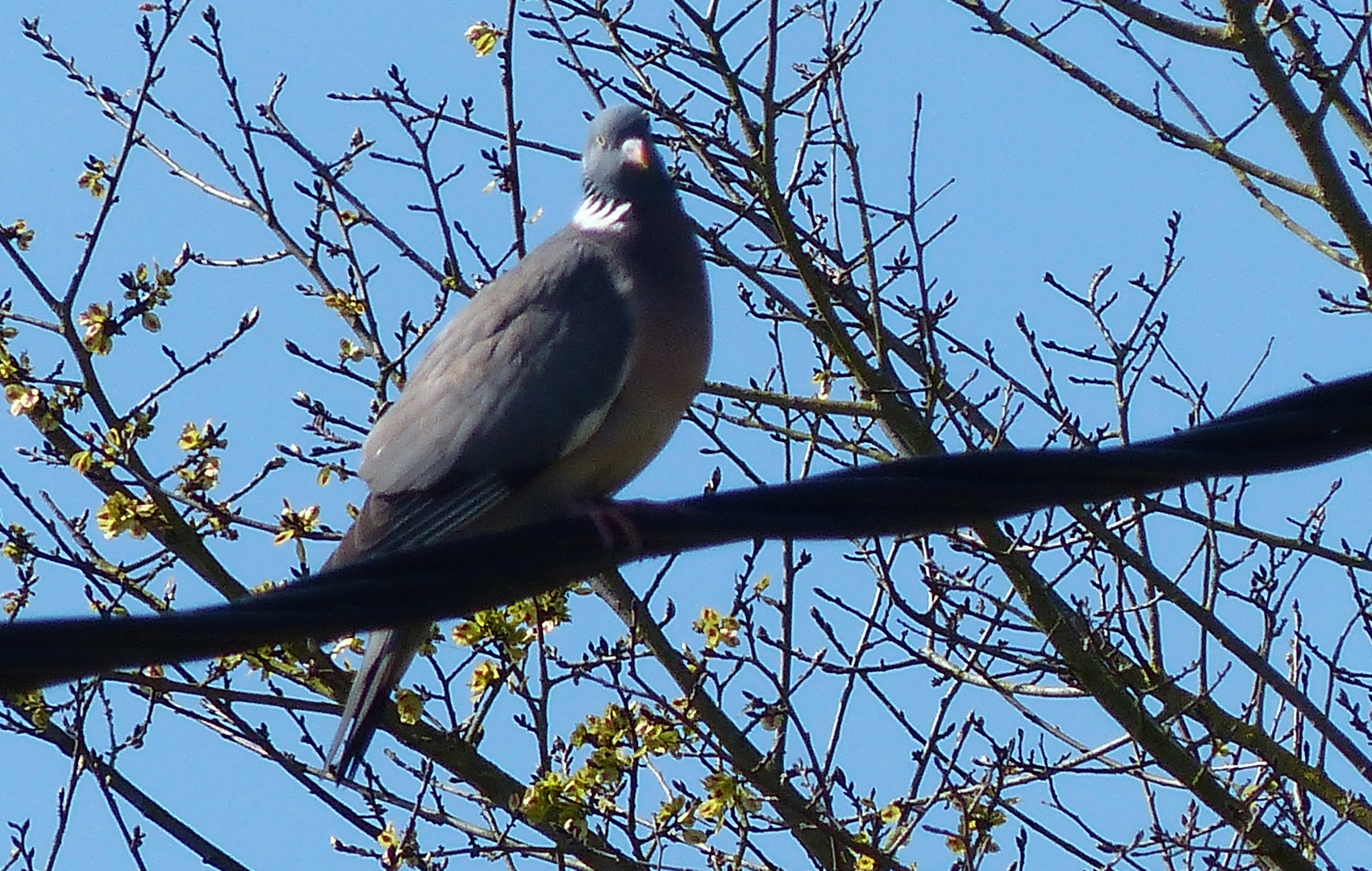 Pigeon ramier. photo et image | animaux, animaux sauvages, oiseaux ...