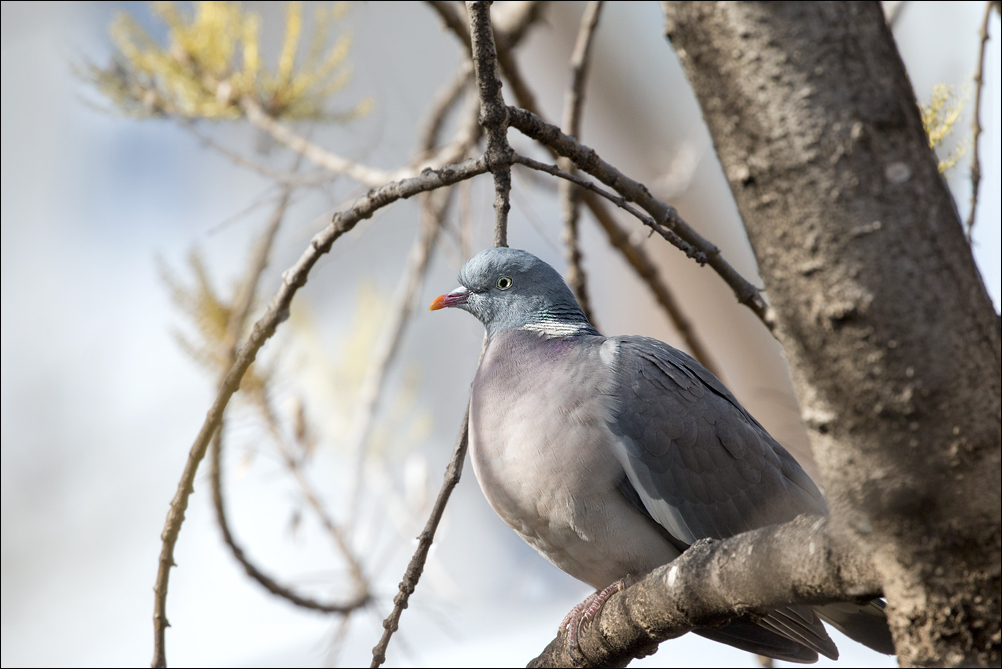 Pigeon Ramier photo et image | columba palumbus, pigeon ramier, palombe ...