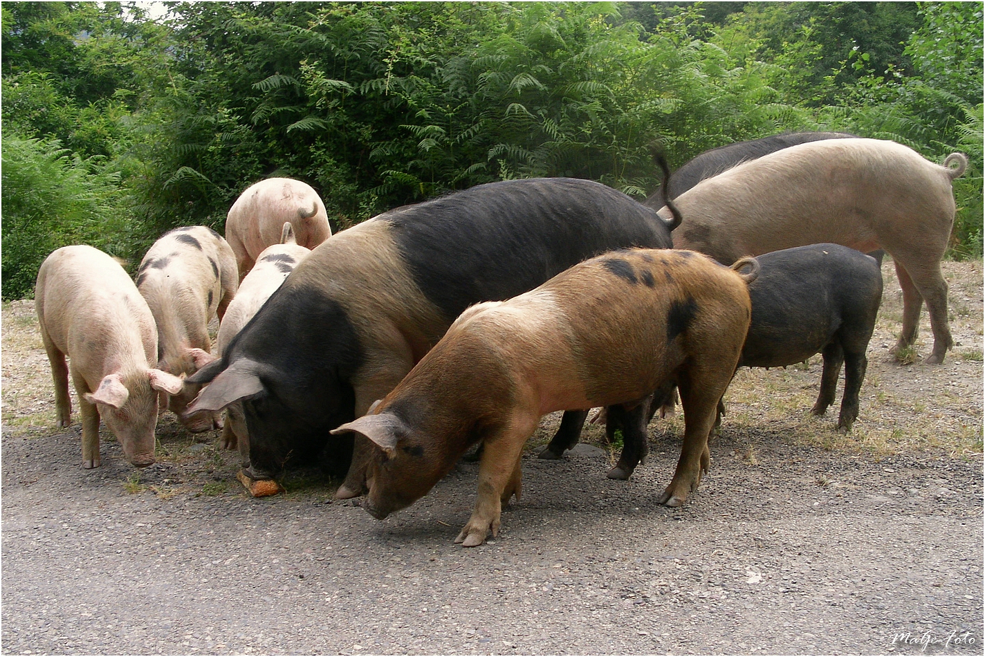 Pigs Paradise Foto & Bild | europe, france, tiere Bilder auf fotocommunity