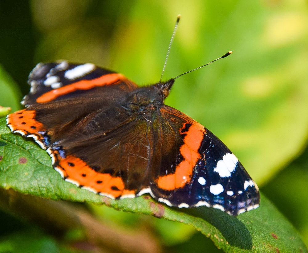 Pili Pala Wales Foto & Bild | tiere, wildlife, fotos Bilder auf ...