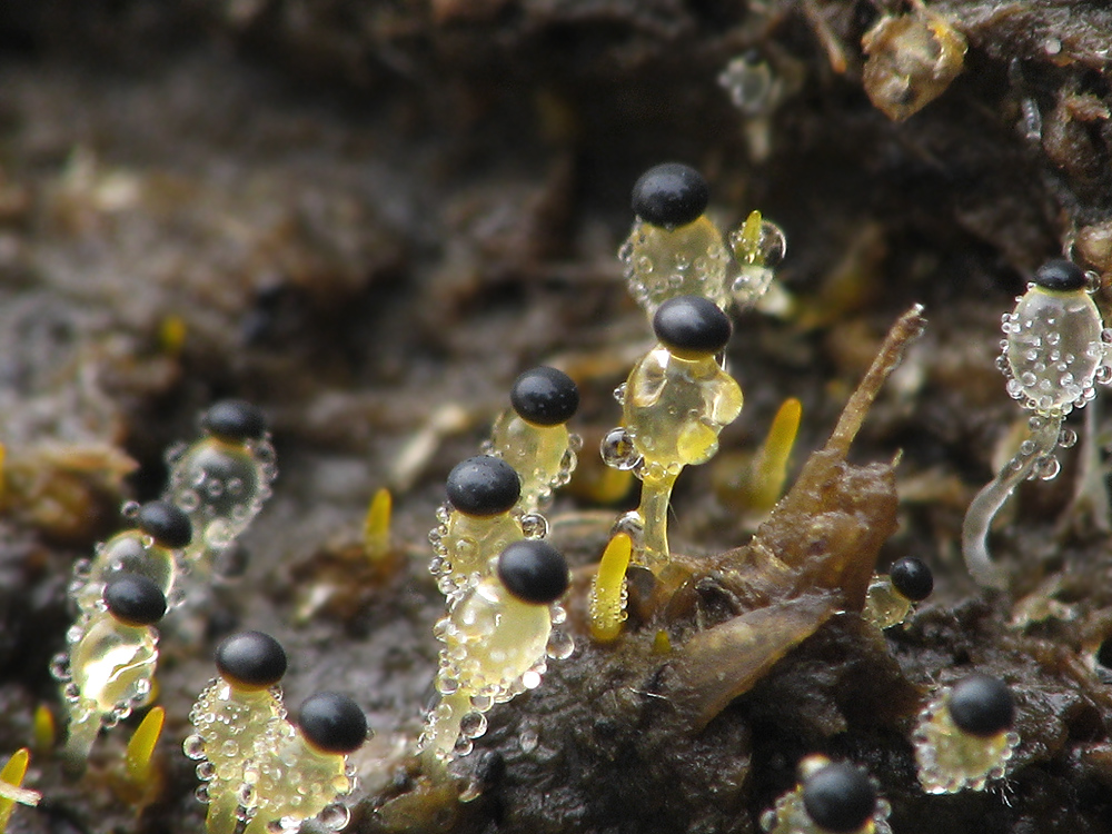 Pilobolus crystallinus var. crystallinus Foto & Bild | pflanzen, pilze ...