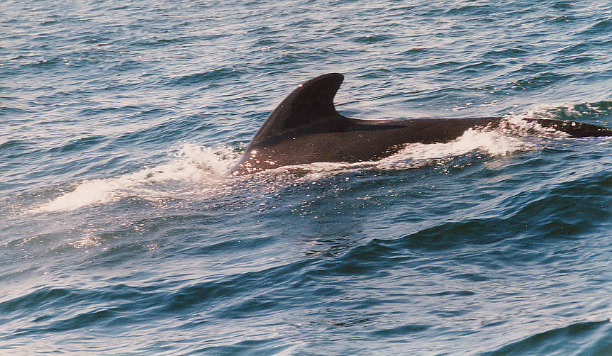 Pilot-Wal vor Neufundland Foto & Bild | animals, wildlife, mammals ...