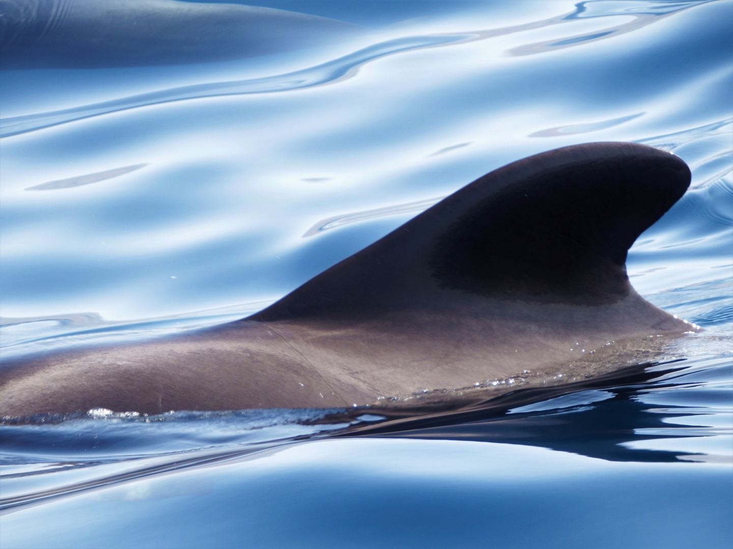 Pilotwal Foto & Bild | meer, natur, tiere Bilder auf fotocommunity