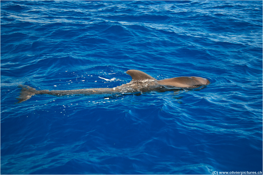 Pilotwal Foto & Bild | tiere, wildlife, säugetiere Bilder auf fotocommunity