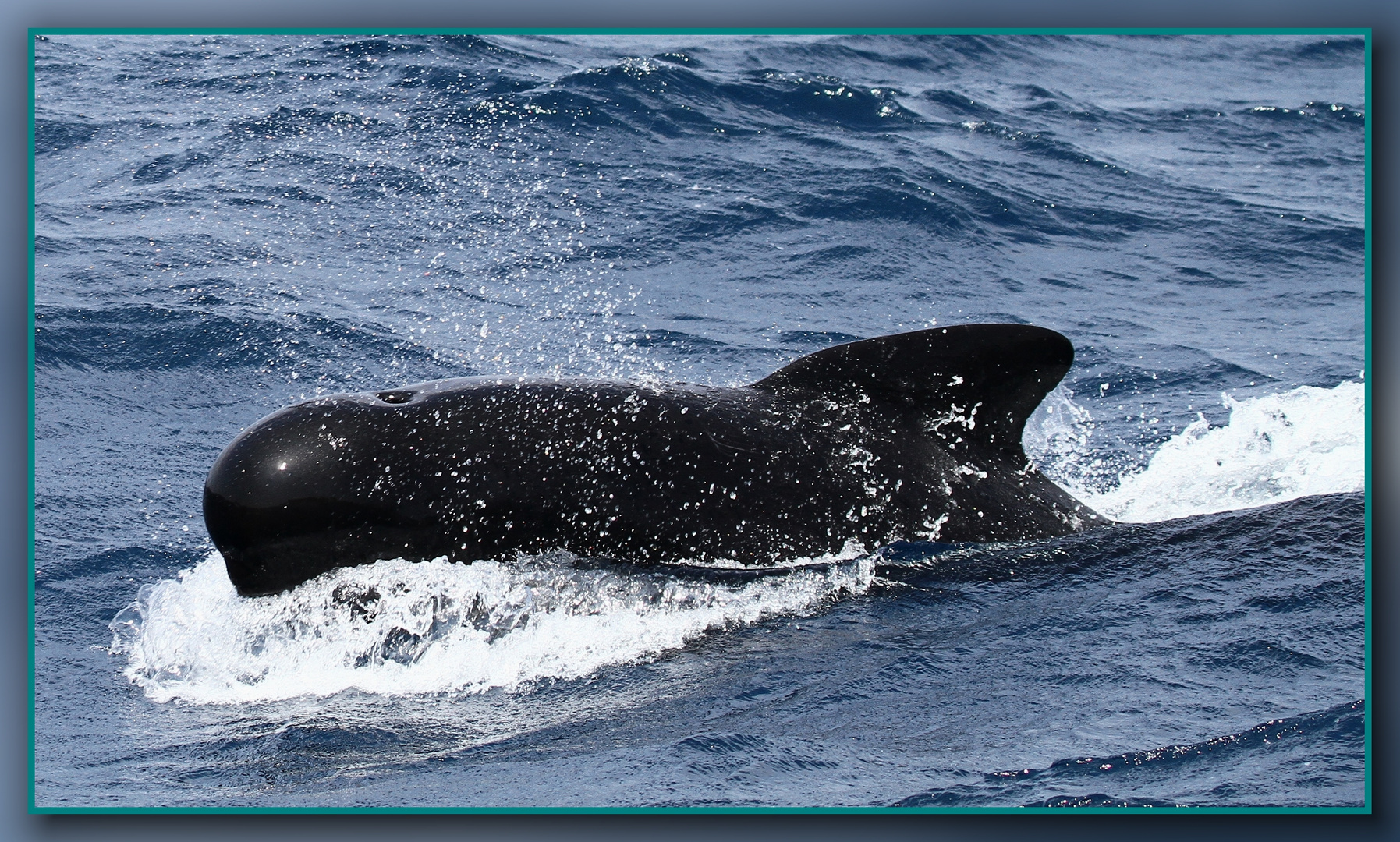 Pilotwal (Grindwal) Foto & Bild | tiere, wildlife, säugetiere Bilder ...