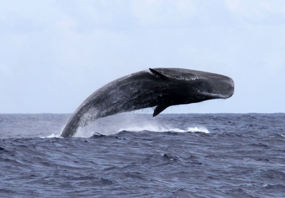 Pilotwal vor Mauritus Foto & Bild | tiere, wildlife, säugetiere Bilder ...
