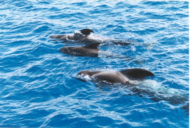 Pilotwale (1) Foto & Bild | europe, canary islands die kanaren, spain ...