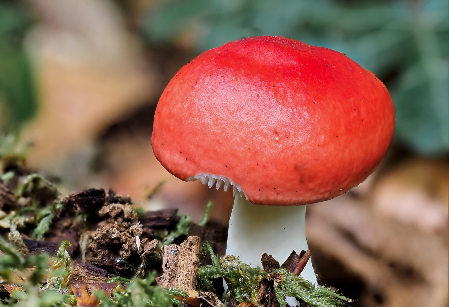 Pilz Foto & Bild | pflanzen, pilze & flechten, pilze, wald Bilder auf ...