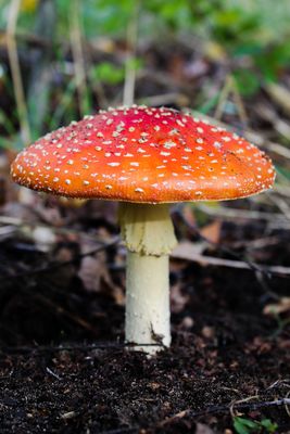 Pilze & Flechten Bilder & Fotos