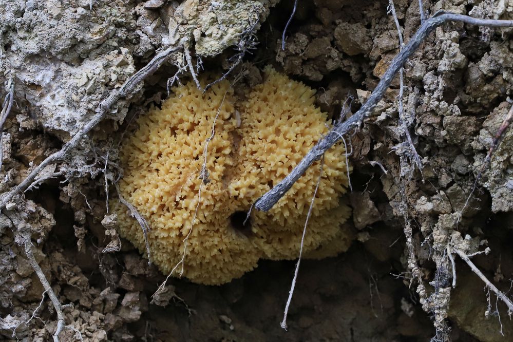 Pilz (2019_08_30_5913_ji) Foto & Bild | natur, pilz, alpen Bilder auf ...