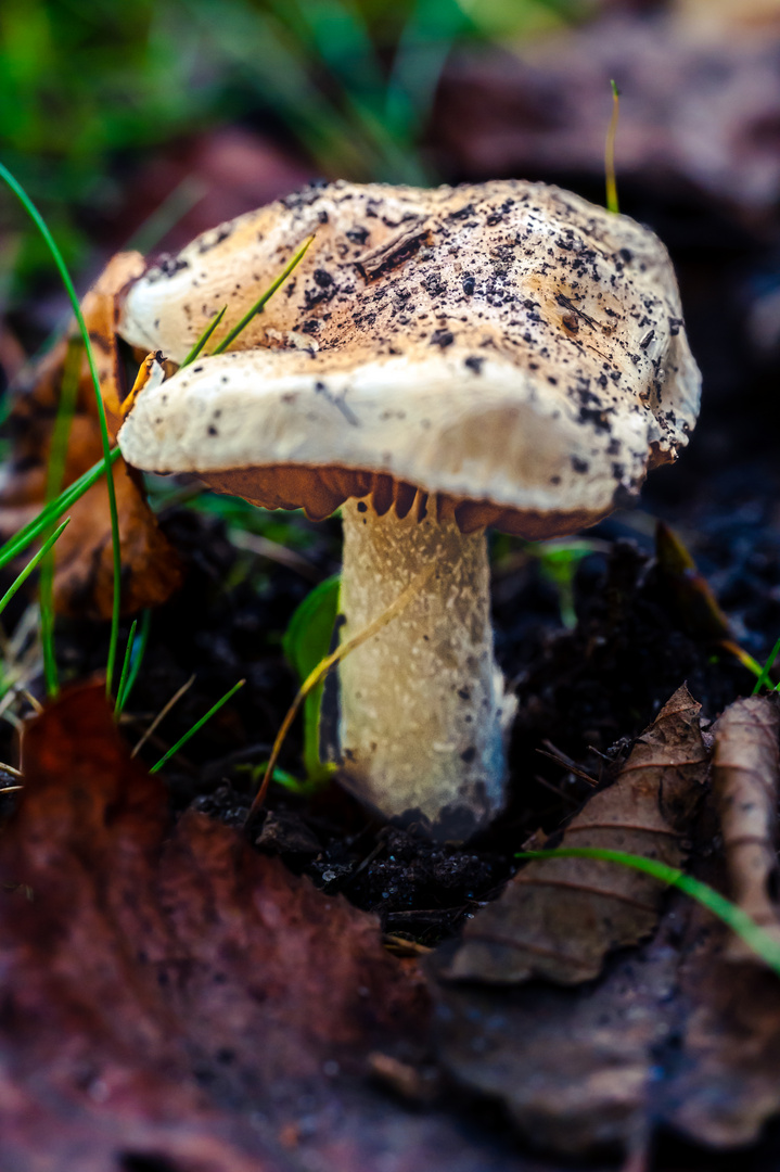 Pilz Foto & Bild | pflanzen, pilze & flechten, pilze & flechten, jahreszeiten Bilder auf ...