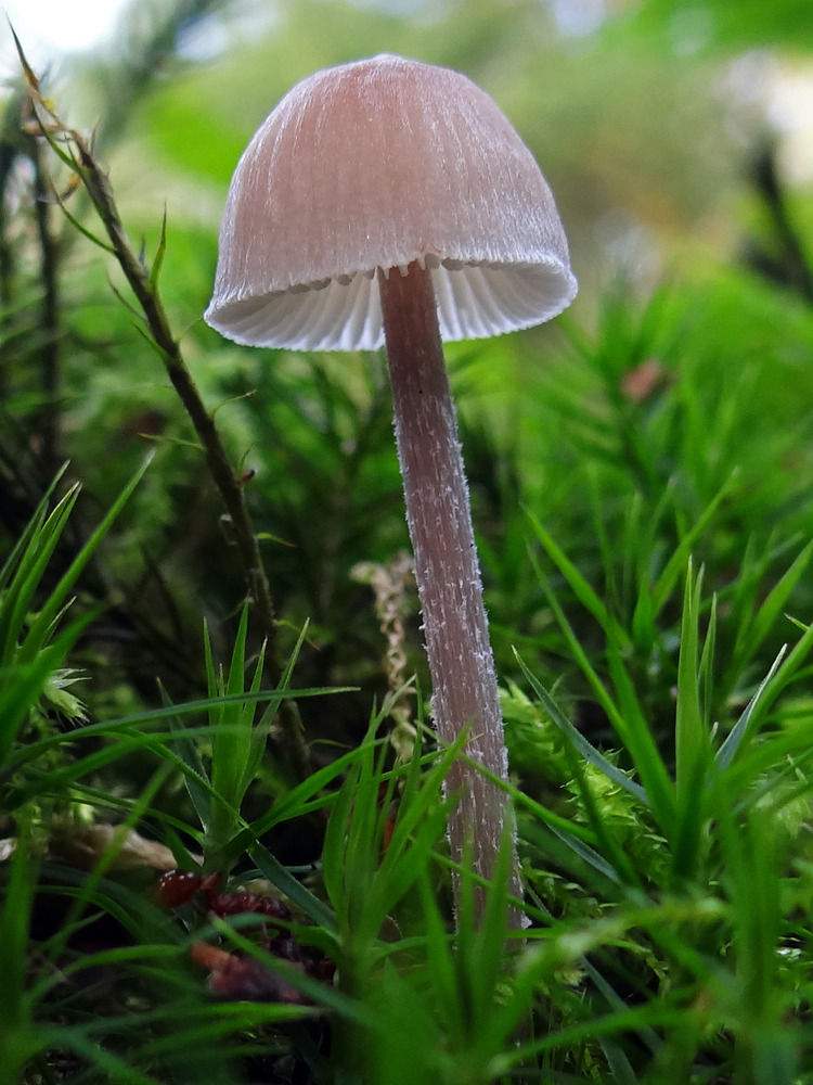 Pilz Foto & Bild | pflanzen, pilze & flechten, pilze & flechten, pilz ...