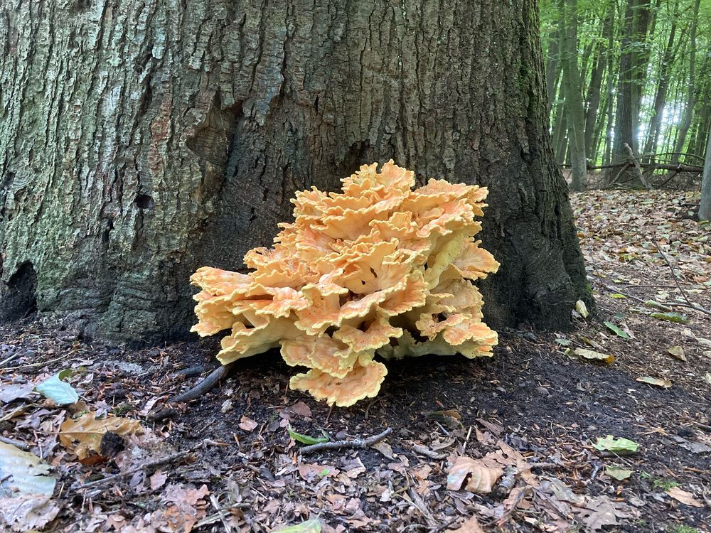 Pilz Foto & Bild | pilze, natur Bilder auf fotocommunity