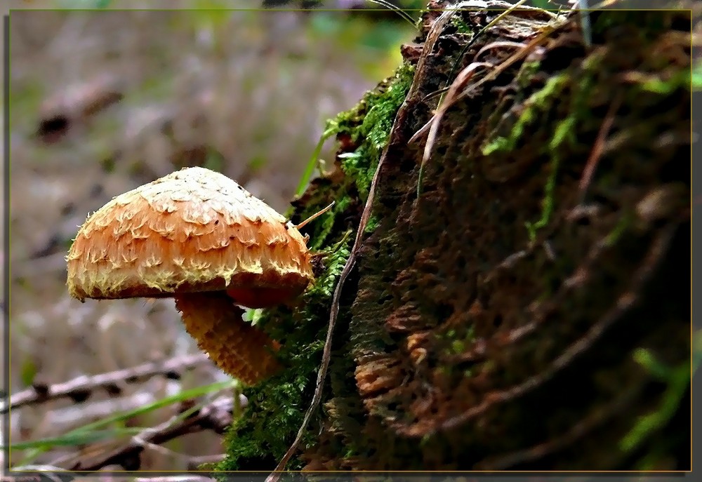 Pilz am Baum Foto & Bild | pflanzen, pilze & flechten, pilze & flechten ...