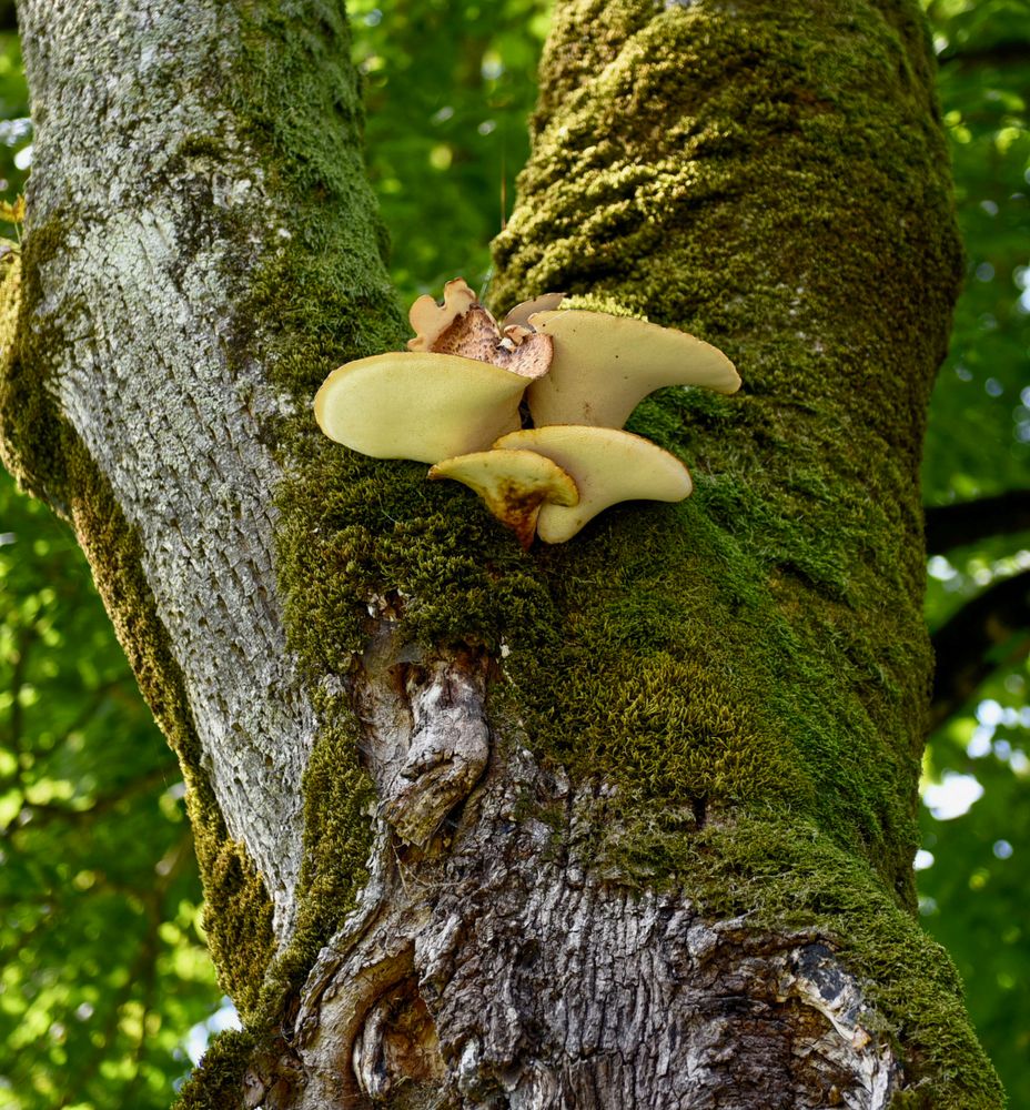 Pilz am Baumstamm Foto & Bild | jahreszeiten, herbst, pilze Bilder auf ...