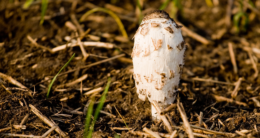 Pilz Foto & Bild | pflanzen, pilze & flechten, pilze & flechten, natur ...