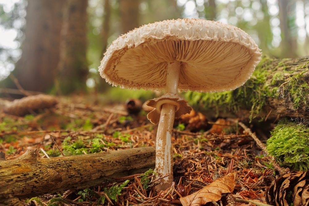 Pilz im Wald Foto & Bild | pflanzen, pilze & flechten, landschaft, pilze & flechten Bilder auf ...