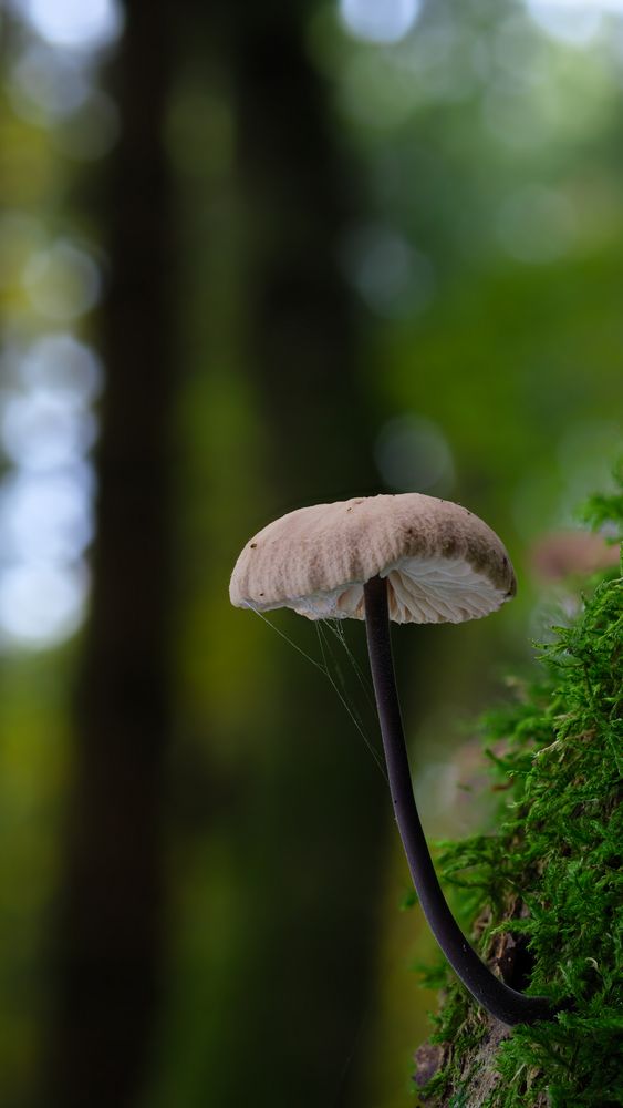 Pilz im Wald Foto & Bild | nah- & makro, pflanzen, pilze & flechten ...