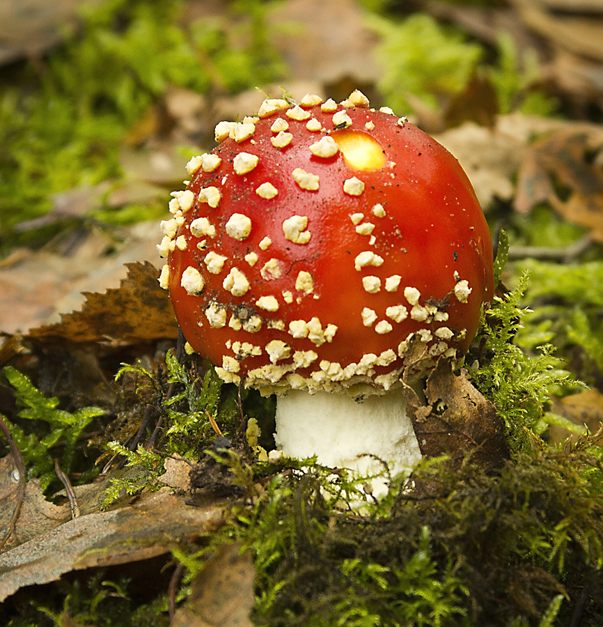 Pilz im Wald Foto & Bild | pflanzen, pilze & flechten, pilze & flechten, wald Bilder auf ...