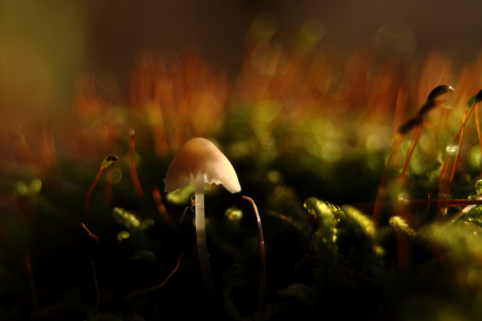 "Pilz-Moos-Dramatik mit Spinne" Foto & Bild | pflanzen, pilze ...