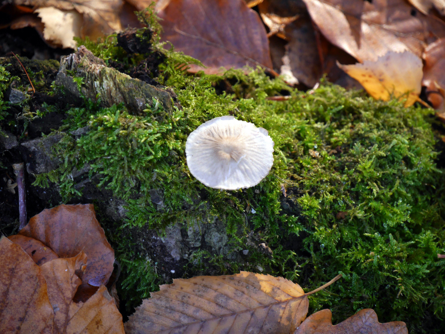 Pilz - Moos - Laub Foto & Bild | pflanzen, pilze & flechten, pilze ...
