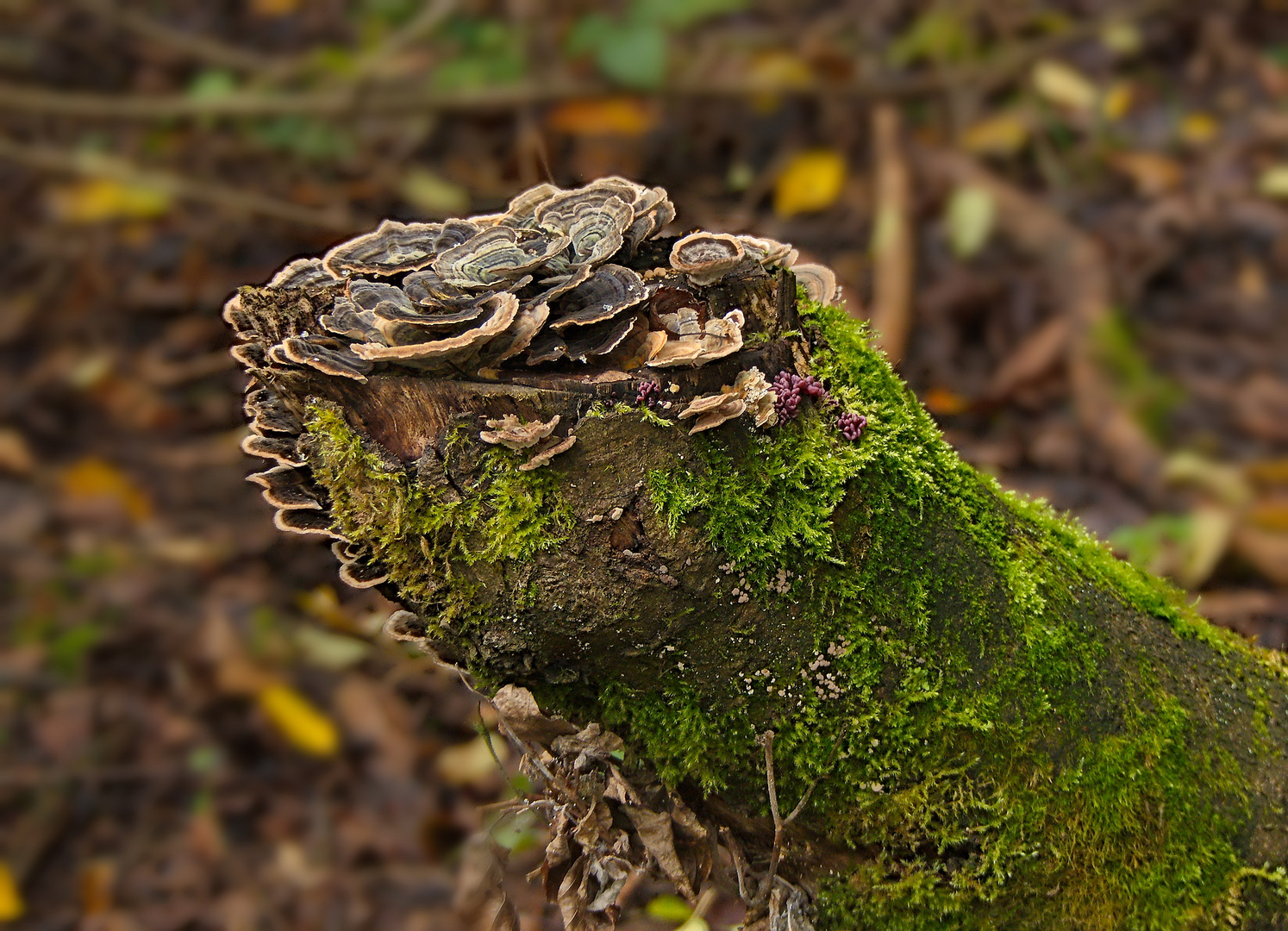 Pilzbaum..... Foto & Bild | bäume, natur, herbst Bilder auf fotocommunity