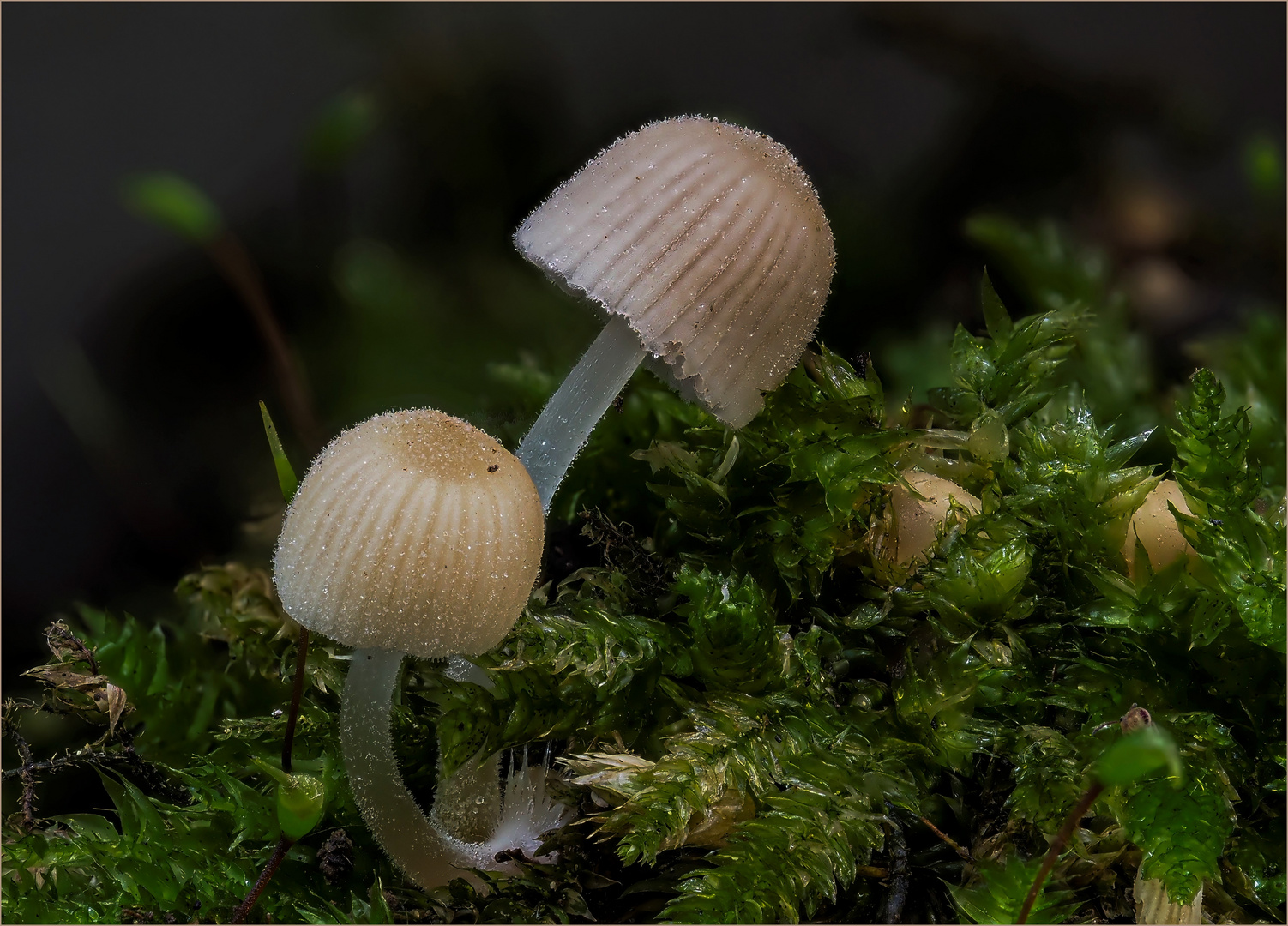 Pilze Foto & Bild | pflanzen, pilze & flechten, pilze, wald Bilder auf fotocommunity