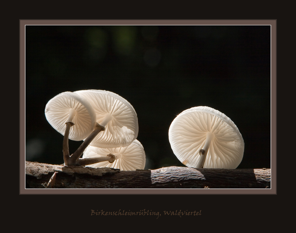 Pilze 01 Foto & Bild | pflanzen, pilze & flechten, pilze & flechten ...