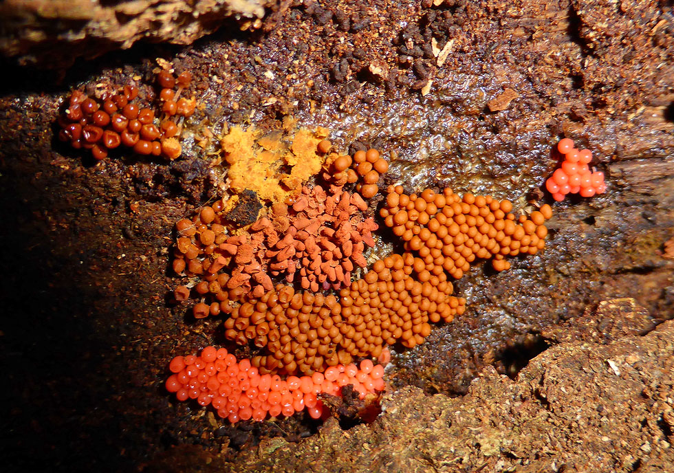 Pilze Foto & Bild | natur, pflanzen, pilze & flechten Bilder auf fotocommunity