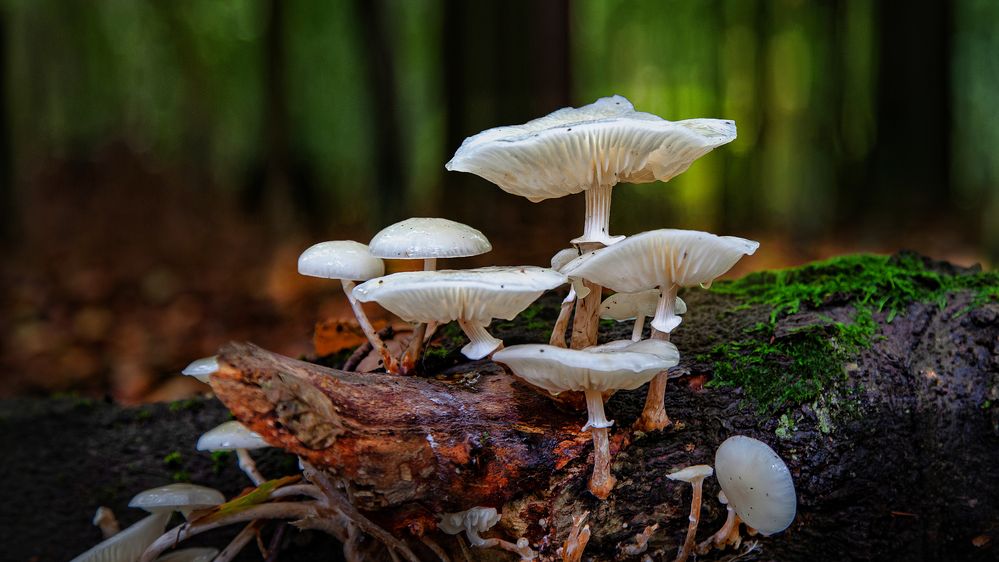 Pilze 2022-10-24 -3 Foto & Bild | pflanzen, pilze & flechten, pilze & flechten, natur Bilder auf ...