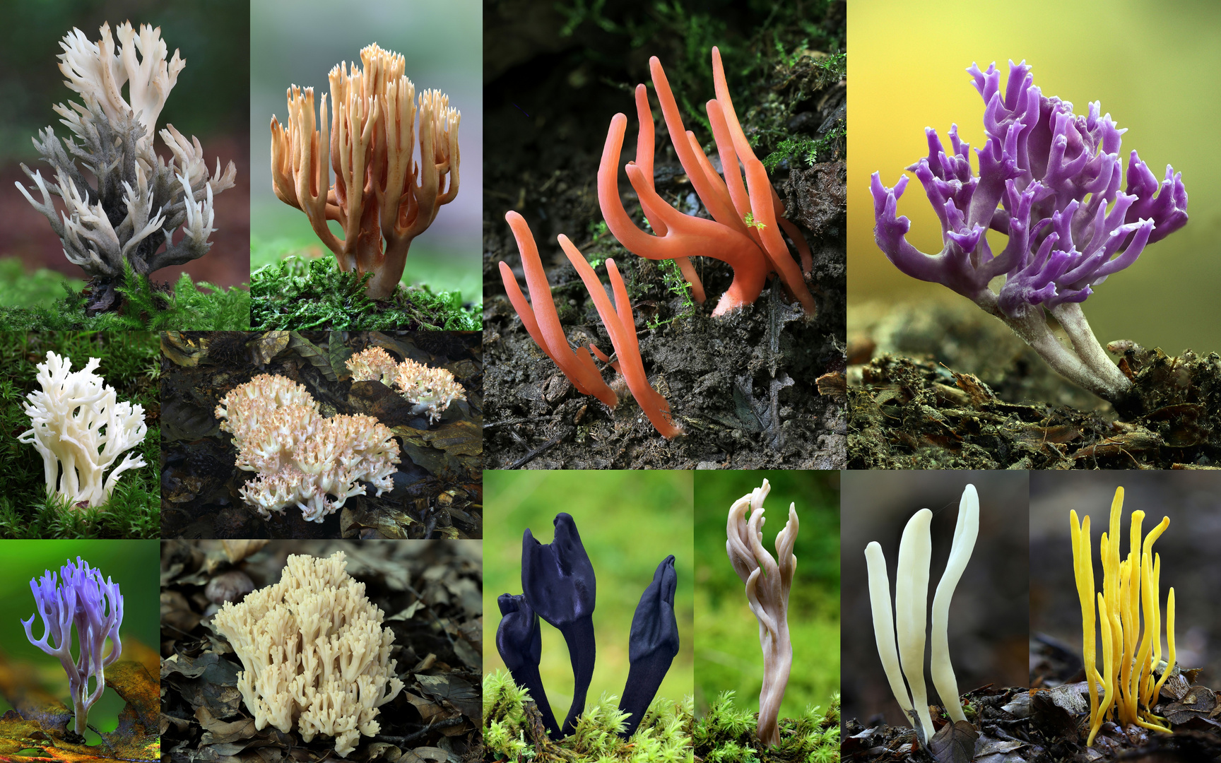 Pilze 2023 Foto & Bild | pflanzen, pilze & flechten, pilze & flechten, pilze Bilder auf ...