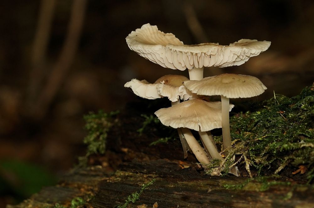 Pilze 3 Foto & Bild | pilze, wald, makro Bilder auf fotocommunity