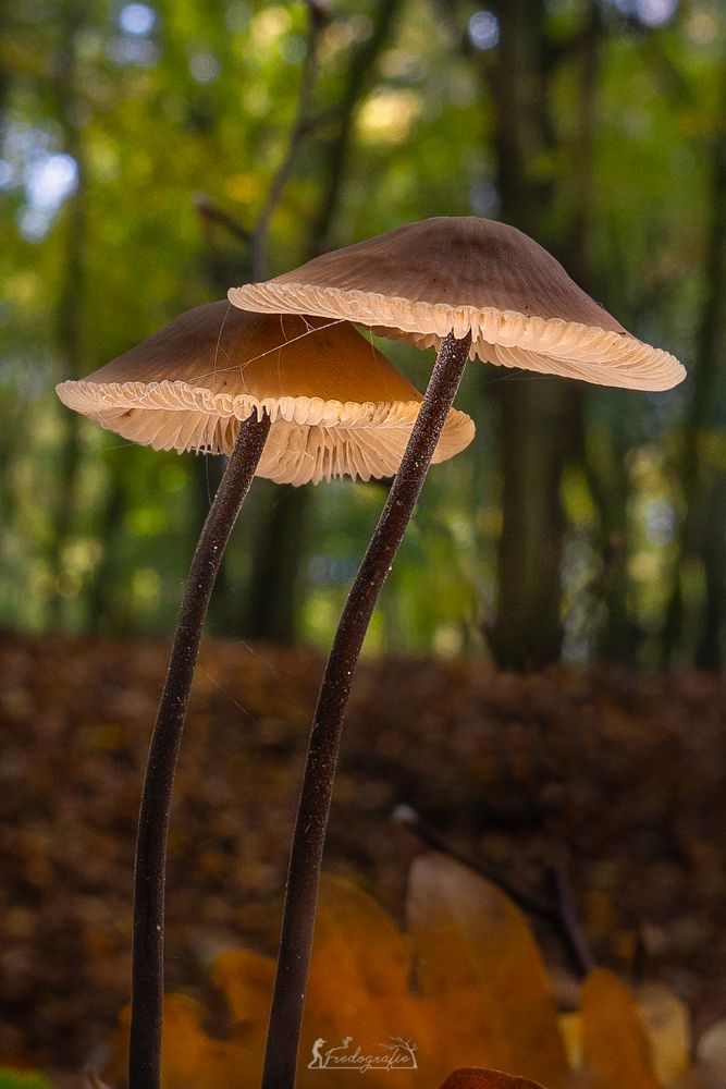 Pilze Foto & Bild | pflanzen, pilze & flechten, fotos, wald Bilder auf fotocommunity