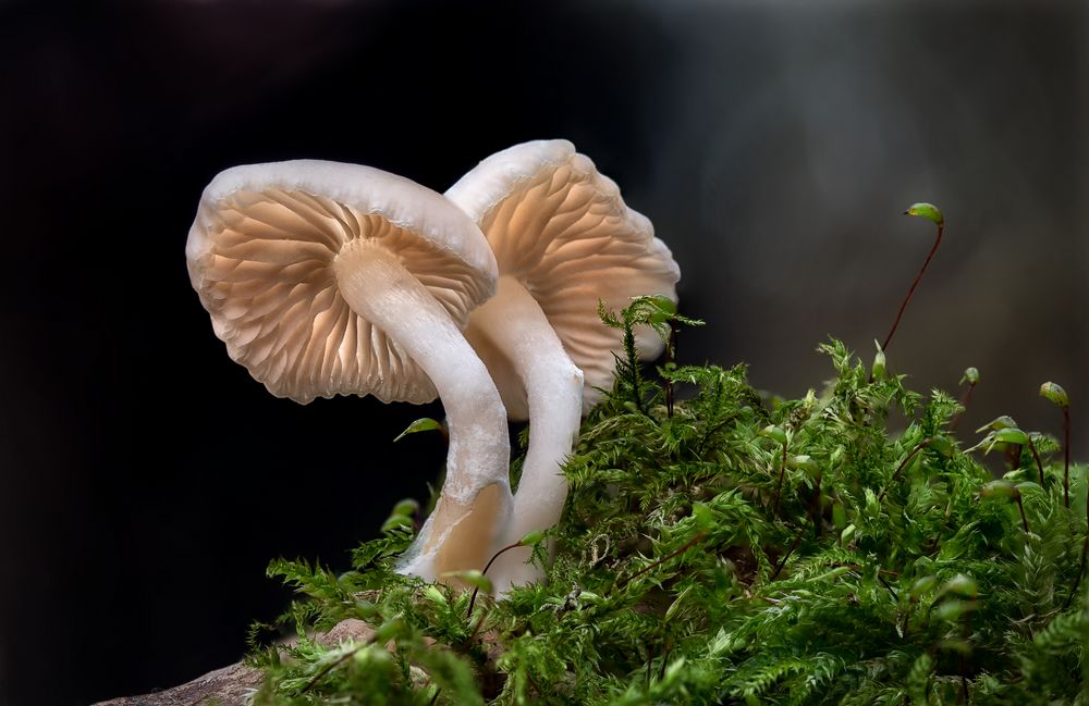 Pilze Foto & Bild | wald, makro, natur Bilder auf fotocommunity