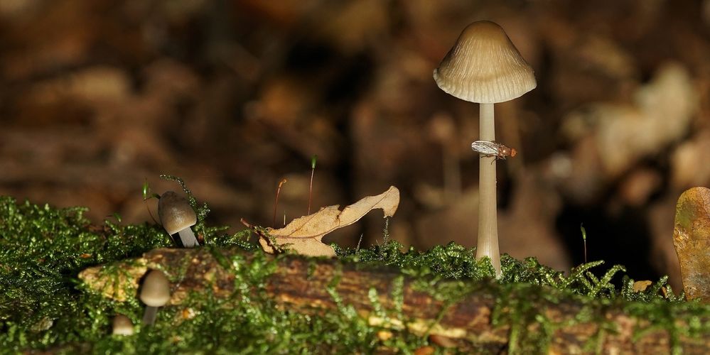 Pilze 4 Foto & Bild | pilze, wald, makro Bilder auf fotocommunity