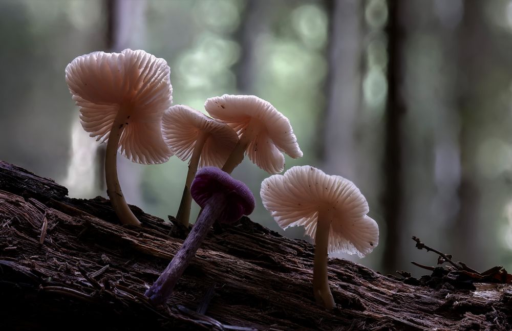 Pilze Foto & Bild | pflanzen, pilze & flechten, pilze, wald Bilder auf fotocommunity