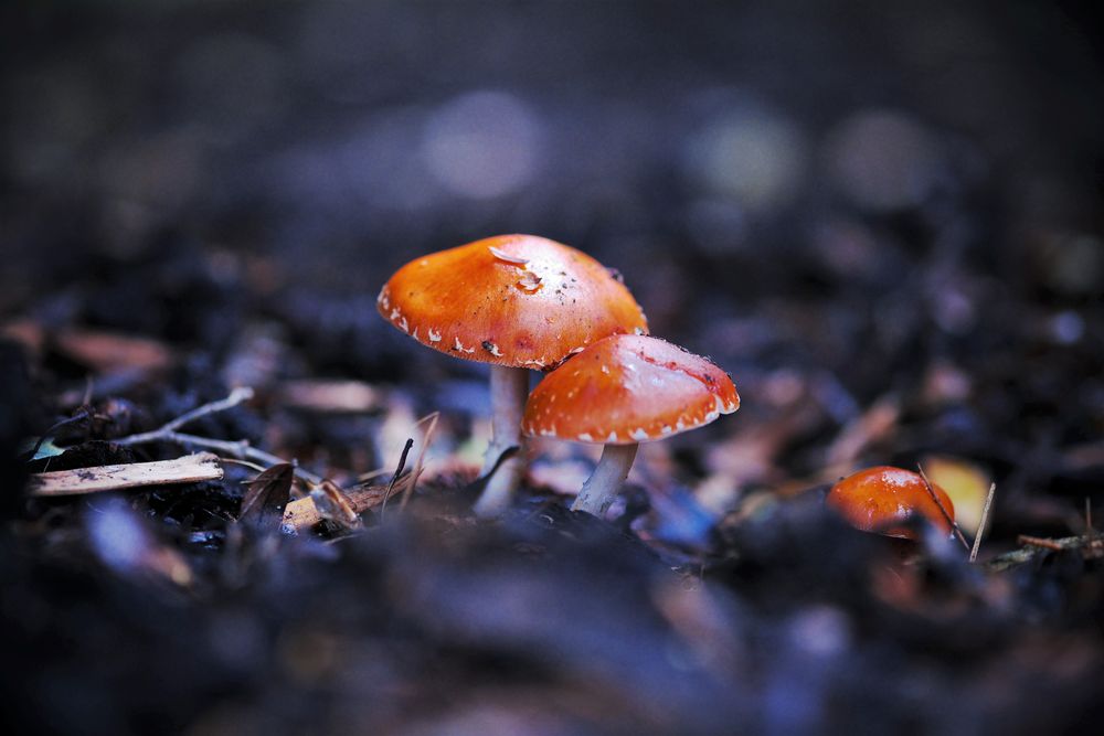 Pilze Foto & Bild | pflanzen, pilze & flechten, natur, landschaft Bilder auf fotocommunity