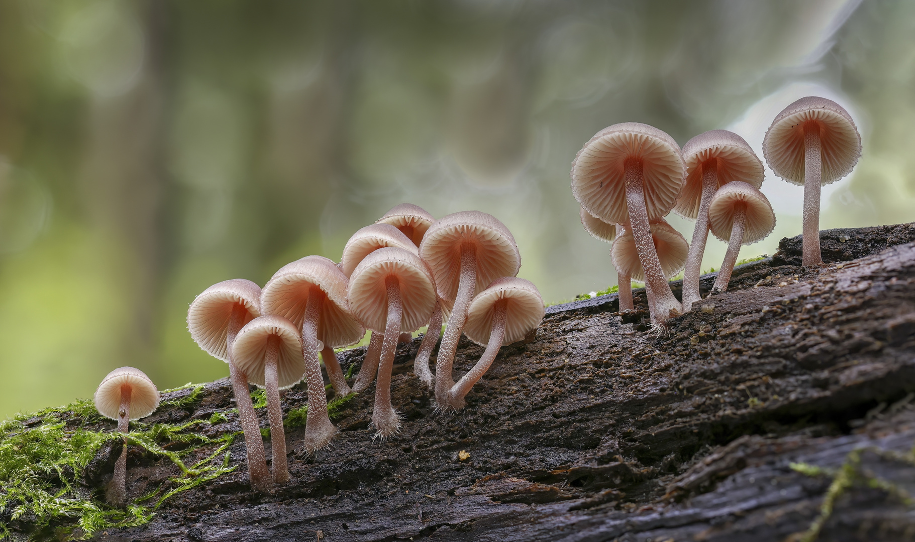 Pilze Foto & Bild | pflanzen, pilze & flechten, pilze, wald Bilder auf fotocommunity