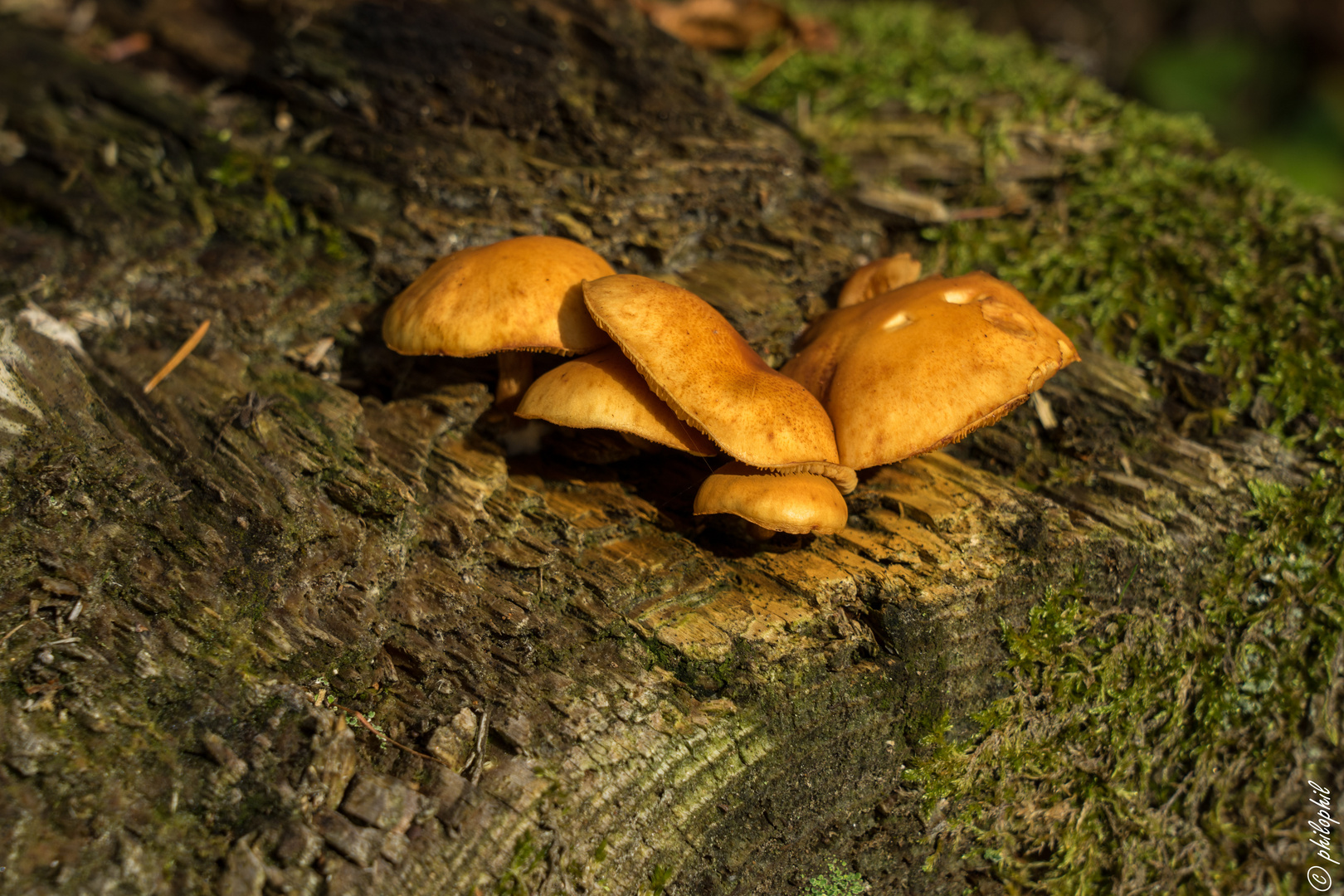 ++ Pilze ++ Foto & Bild | deutschland, europe, baden- württemberg ...