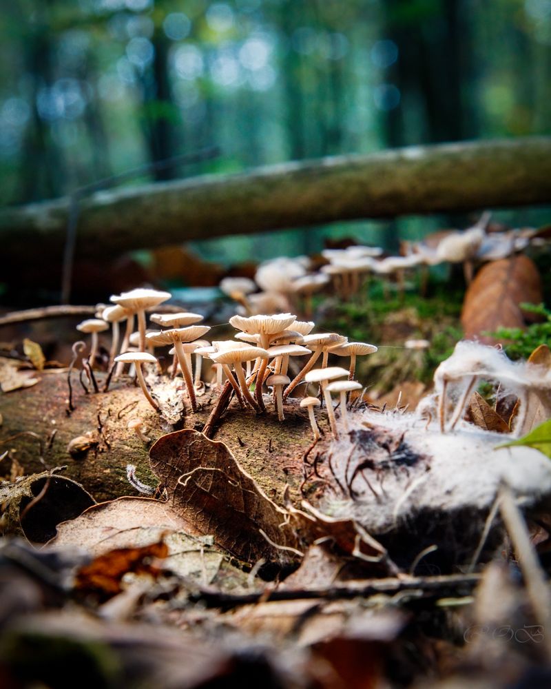 Pilze-78780-20221031 Foto & Bild | pflanzen, pilze & flechten, pilze & flechten, natur-kreativ ...