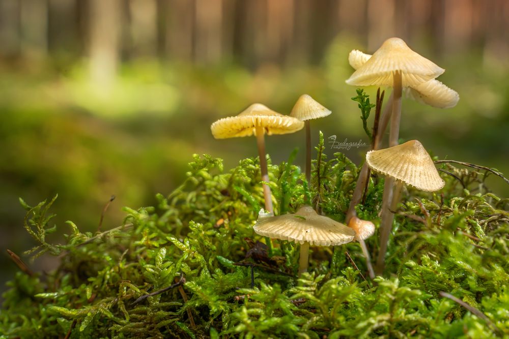 Pilze Foto & Bild | pflanzen, pilze & flechten, landschaft, pilze & flechten Bilder auf ...